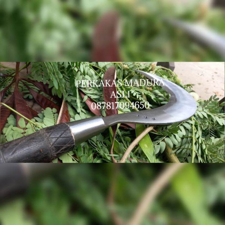 Arit Bintang Tiga Madura | Lazada Indonesia