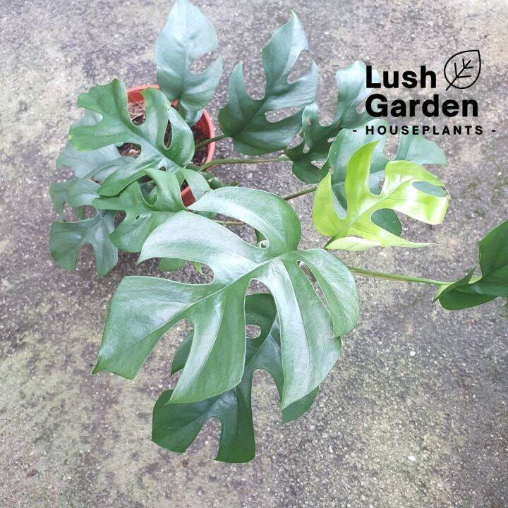 Philodendron Minima / Mini Monstera / Rhaphidophora tetrasperma 迷你龟背叶 ...