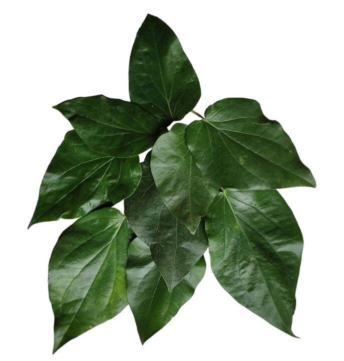 CLEAN AND GREEN 100G LITLIT LEAVES | Lazada PH
