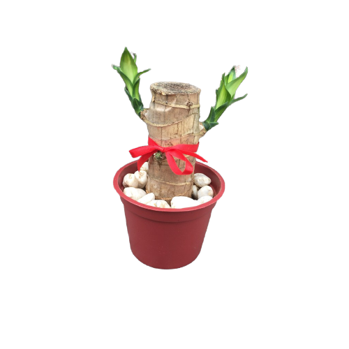 Fortune cut 5" | Lazada PH