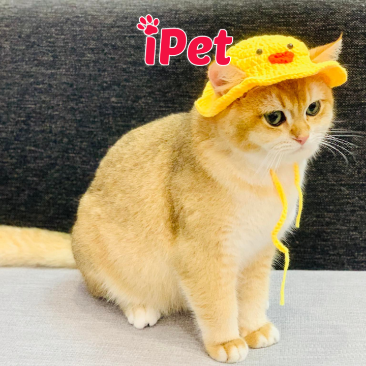 Mũ Nón Len Cho Chó Mèo - Yếm Dễ Thương Cho Thú Cưng - iPet Shop | Lazada.vn