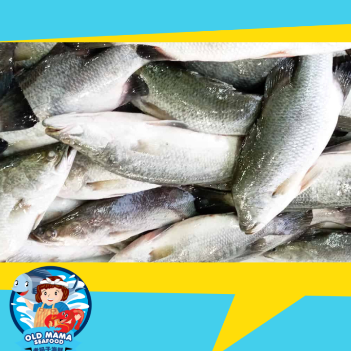 Local Barramundi Fish / 本地石甲鱼 (600-700gm/nos) Ikan Siakap Fresh Steam ...