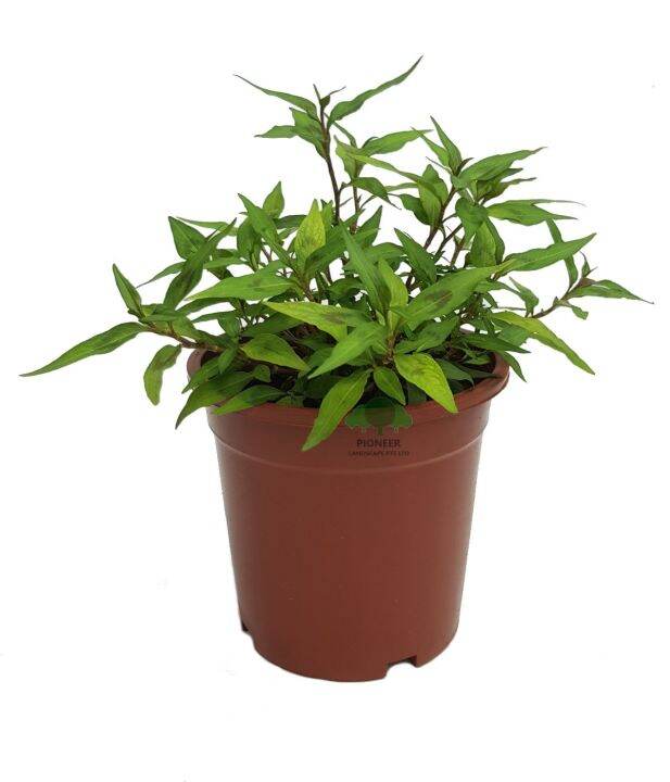 Pokok Hidup Daun Kesum Dalam Pasu / Vietnamese coriander in Pot | Lazada