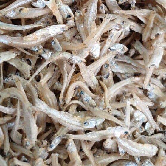 Ikan Bilis Mata Biru Sedang BELUM KUPAS (Pulau Pangkor) 500gm - Hasil ...