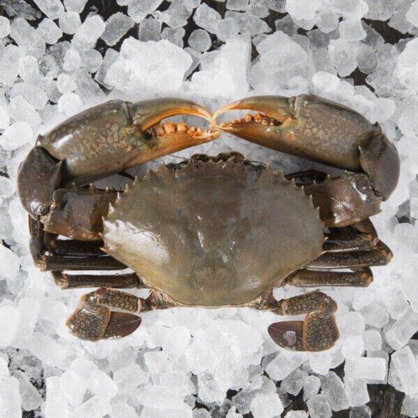 Kepiting Bakau Hidup 500 - 1000 gr | Lazada Indonesia