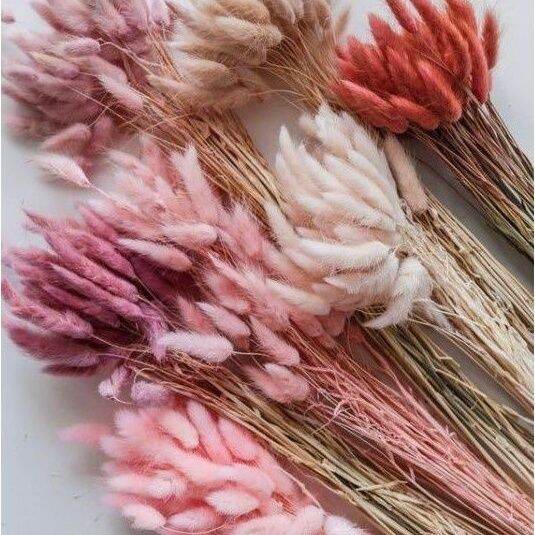 Dried Bunnytail Flowers (25 stems) Real Flower Lagurus Dried Memories ...