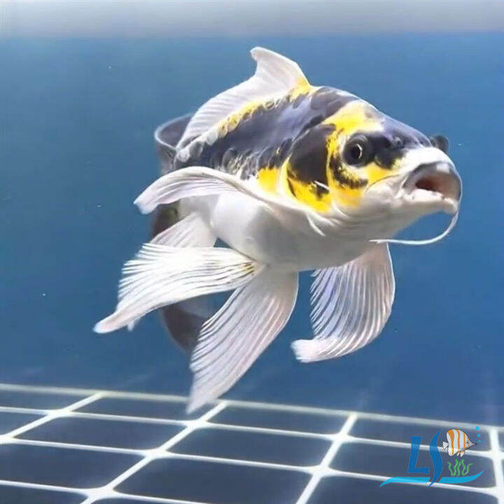Mayan Butterfly Koi 短身玛雅鲤鱼 by LS Aquatic | Lazada