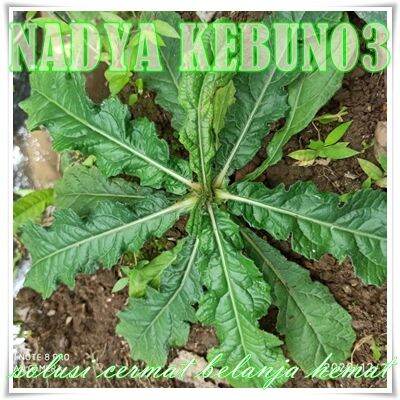 Bibit tanaman tapak liman daun tapak liman obat herbal segar | Lazada ...