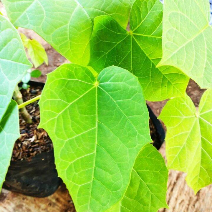 Jarak Pagar Daun Jarak Pagar Tanaman Herbal Daun Jarak Pagar | Lazada ...