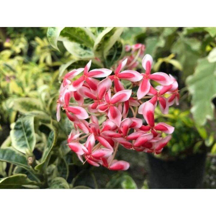 Variegated ixora Ixora batik frozen star Lawa bunga daun real plant ...