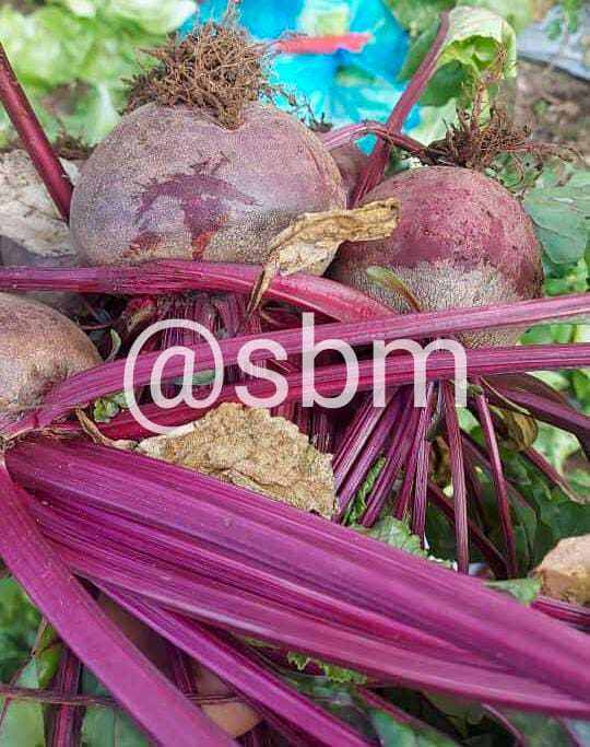 BUAH BIT/UMBI BIT/1KG | Lazada Indonesia