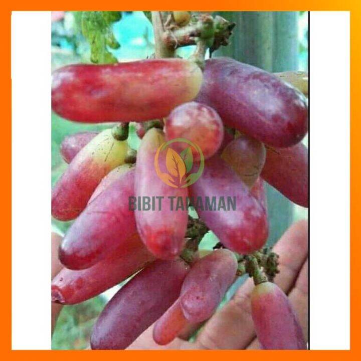 BIBIT ANGGUR IMPORT RECO PENTUNG (ASLI GRAFTING) | Lazada Indonesia