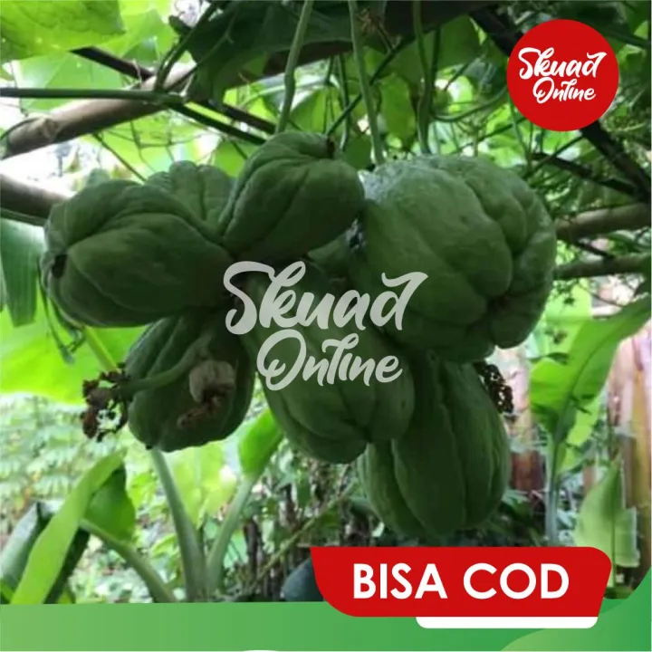 Labu Siam Jenis Anggur Bibit Siap Tanam BIBIT LABU SIAM ANGGUR / JIPAN ...