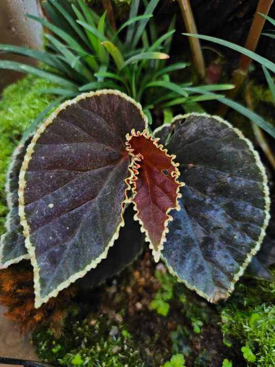 [Terrarium World] Begonia darthvaderiana | Lazada