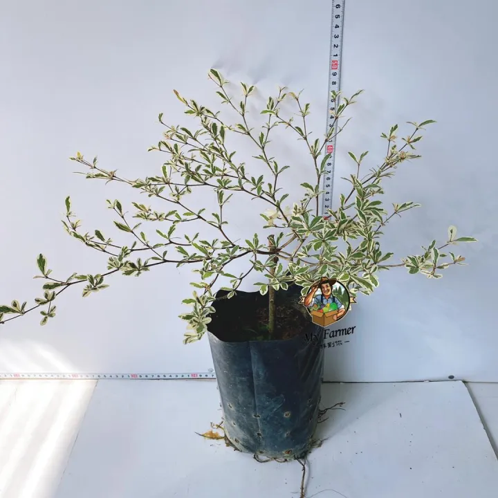 🌿Pokok Doa Putih 🌿Bucida Batik 🌿Out Door Plant | Lazada