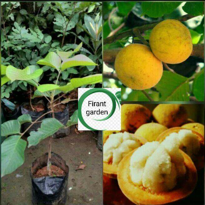 Bibit kecapi/pohon buah kecapi-pohon kecapi-pohon kacapi | Lazada Indonesia