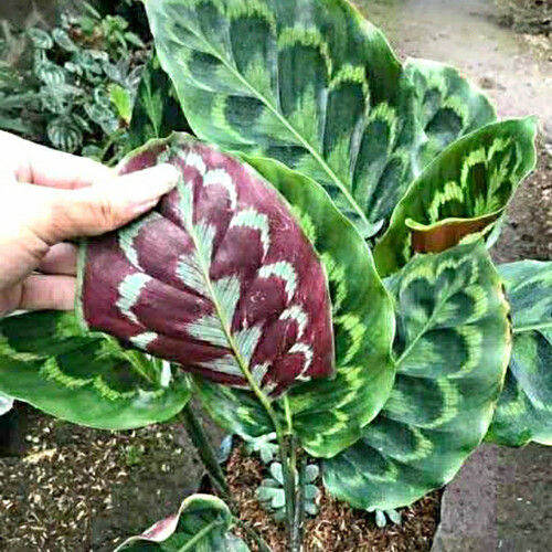 Tanaman Calathea Peacock atau calathea merak | Lazada Indonesia