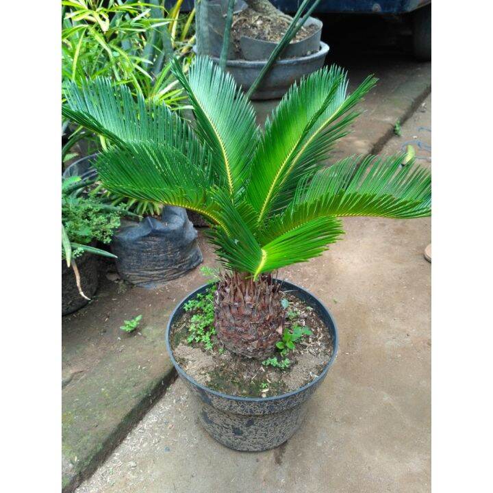 Tanaman hias sikas bunga palm sikas hidup pohon sikas | Lazada Indonesia