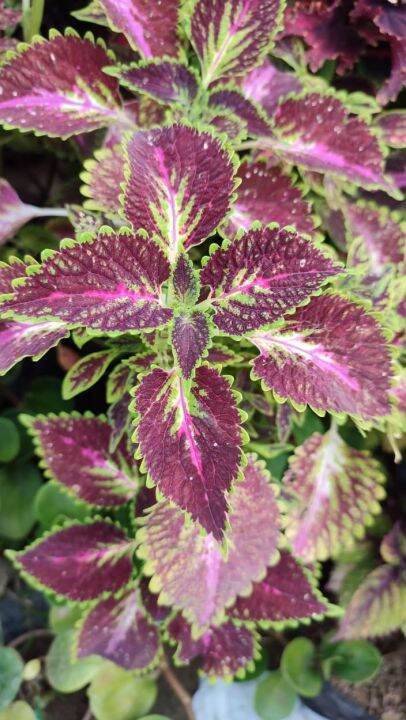 Mayana Coleus Wizard Scarlet (Semi Rare Plant) with FREE plastic pot ...