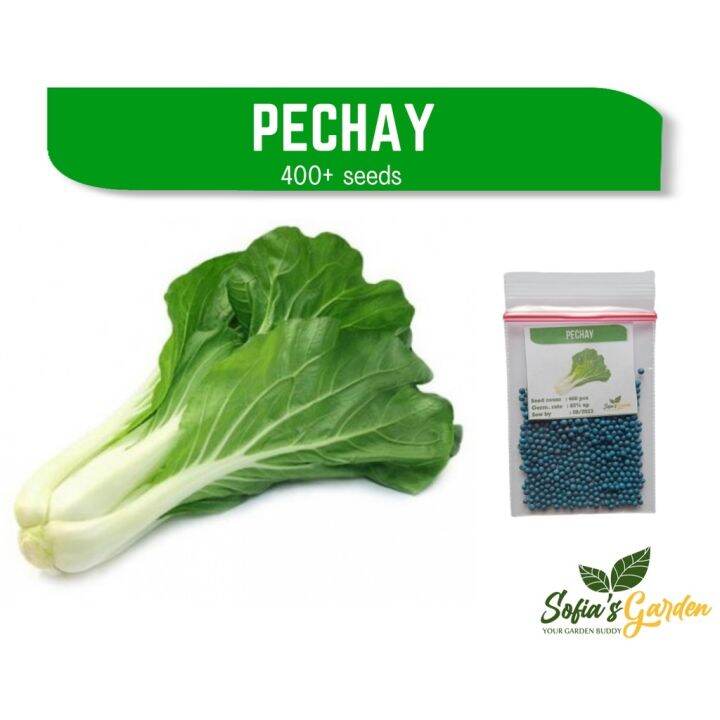 Pechay/Pakchoi/Petsay vegetable seeds 400 seeds | Lazada PH