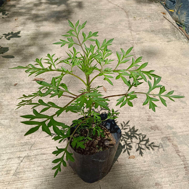 [Plantopia] Pokok Ulam Raja Hidup | Cosmos Caudatus | Pokok Herba Hidup ...