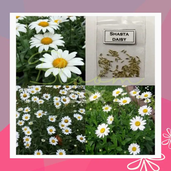 Shasta Daisy | Lazada PH