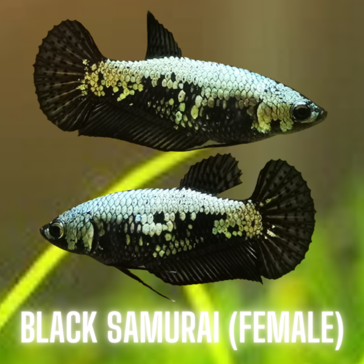Betta Fish / Ikan Laga - Black Samurai (Female) *Live Fish* | Lazada