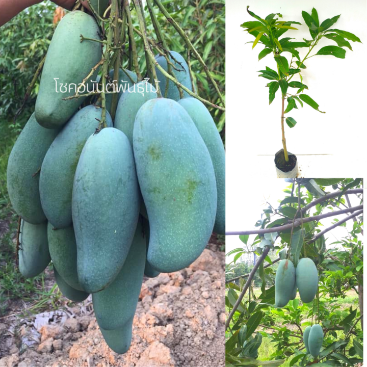 ต้นมะม่วงเขียวเสวย🥭 มะม่วงมันหวาน เสียบยอด พันธุ์ 70-90cm | Lazada.co.th