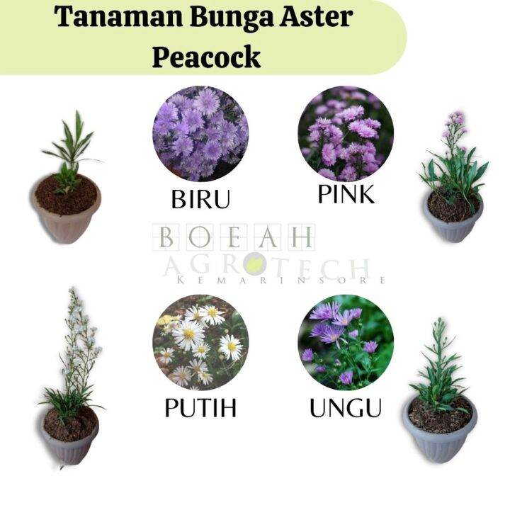 Tanaman Bunga Aster Peacock /Aster Pikok Bisa Pilih Warna | Lazada ...