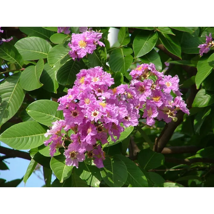 Banaba Tree Seeds for planting | Trees | Approx. (It's a seed, not a ...