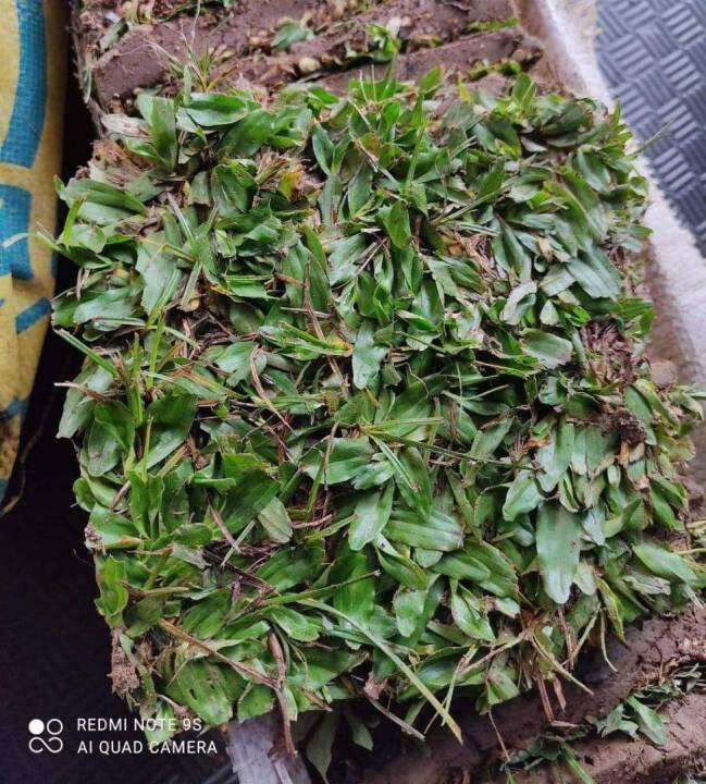 Frog Grass Live Plant(10 square foot) Best for Landscaping, Softscape ...