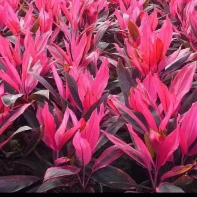 tanaman hias hanjuang merah / tanaman hanjuang merah / pohon hanjuang ...