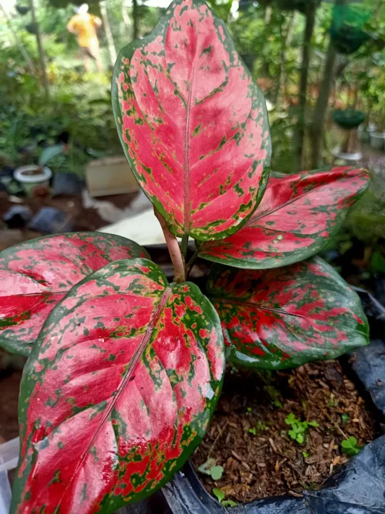 Aglaonema Red Beauty | Lazada PH