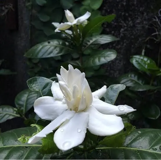 Tanaman melati bali | Lazada Indonesia