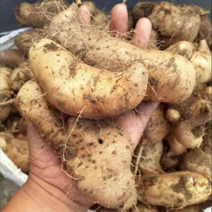 Gembili / Umbi Gembili Fresh 1kg . | Lazada Indonesia