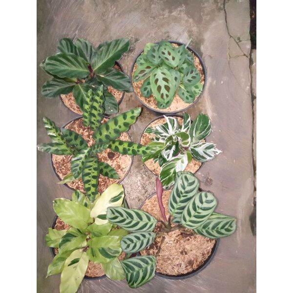 PAKET 6 POHON CALATHEA | Lazada Indonesia