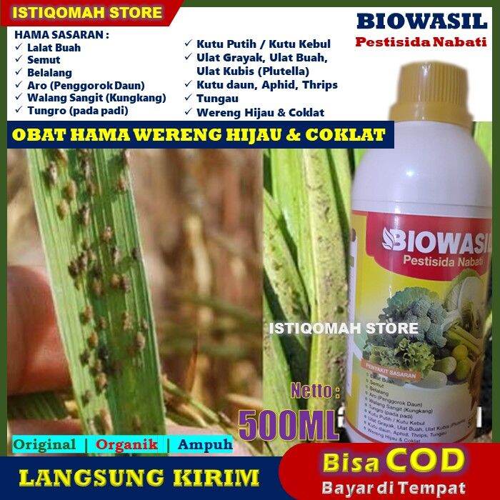 BIOWASIL 500ml Pestisida Nabati Obat Hama Wereng Coklat Pada Tanaman ...
