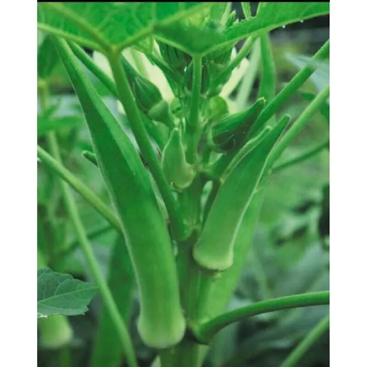 Benih Bendi Jepun Bulat 5pcs/Japan Round Okra/ (not plants) | Lazada PH
