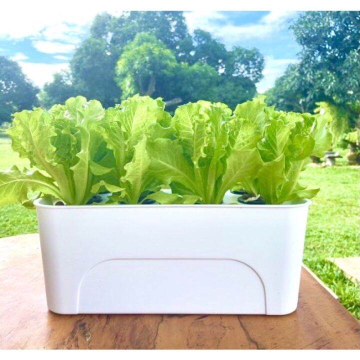 Kratky Hydroponic Container with Growing Kit | Lazada PH