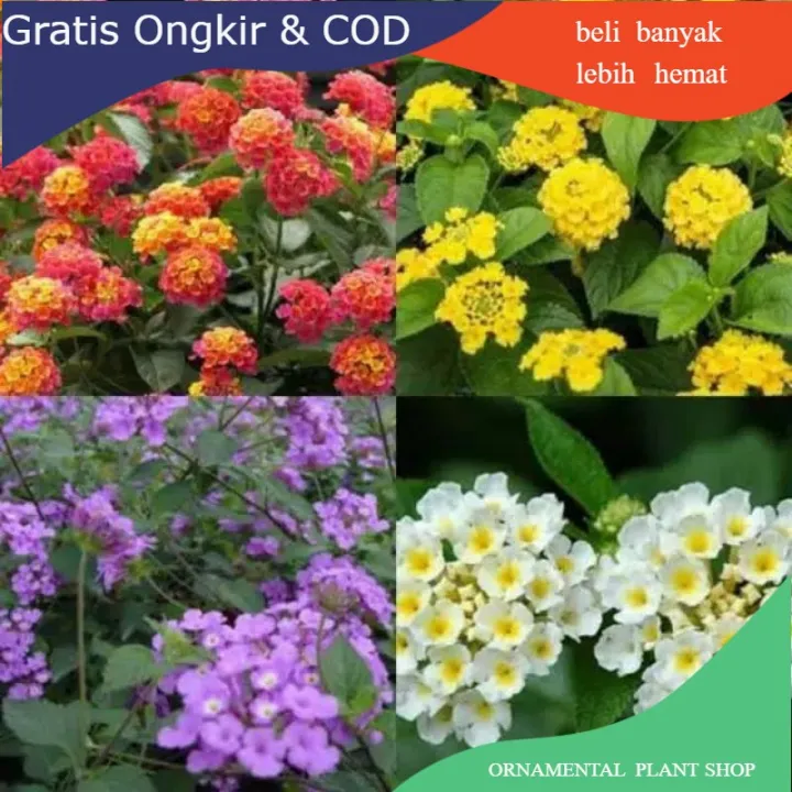Bunga Lantana cemara tanaman hias paket 4 warna 4 pohon | Lazada Indonesia