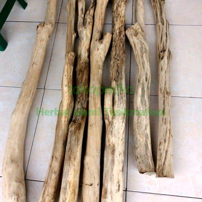 new batang kayu pohon kopi panjang 200 cm | Lazada Indonesia