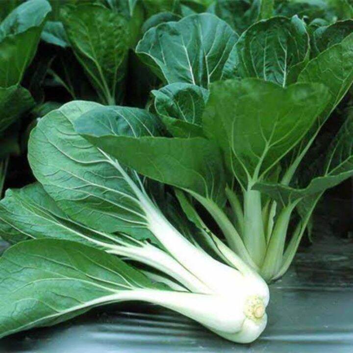 Fresh vegetable seeds Pechay Seeds (200Pcs/Pack) | Lazada PH