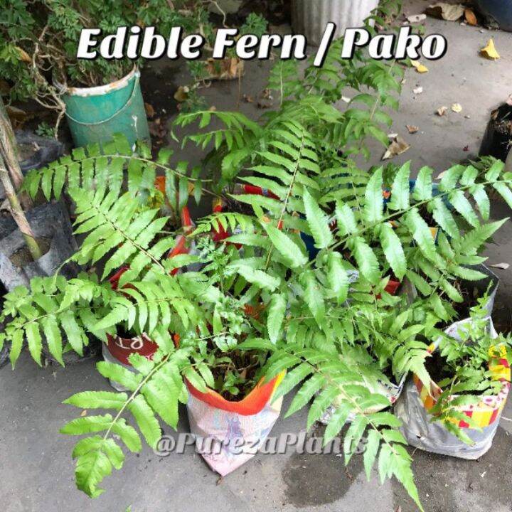 【READY STOCK】 Edible Fern Pako Plant - Well Rooted COD Available☝ ...