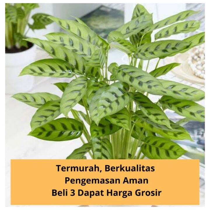 (INYONG PLANT( CALATHEA LEOPARDIA/CALATHEA BAMBU/KALATHEA LEOPARDIA ...