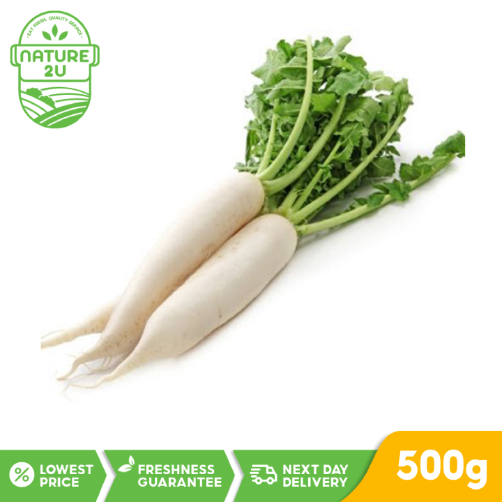 Nature2U Fresh Vegetable - White Raddish / Lobak Putih / 白萝卜 (500g ...