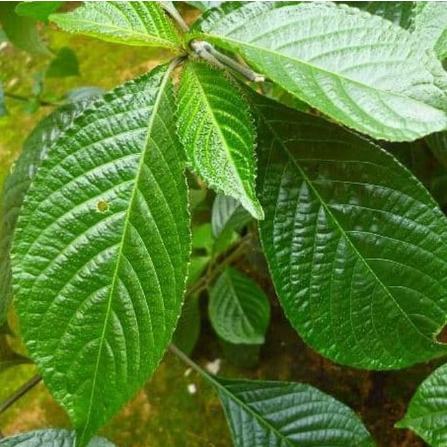 tanaman herbal pohon keji beling | Lazada Indonesia