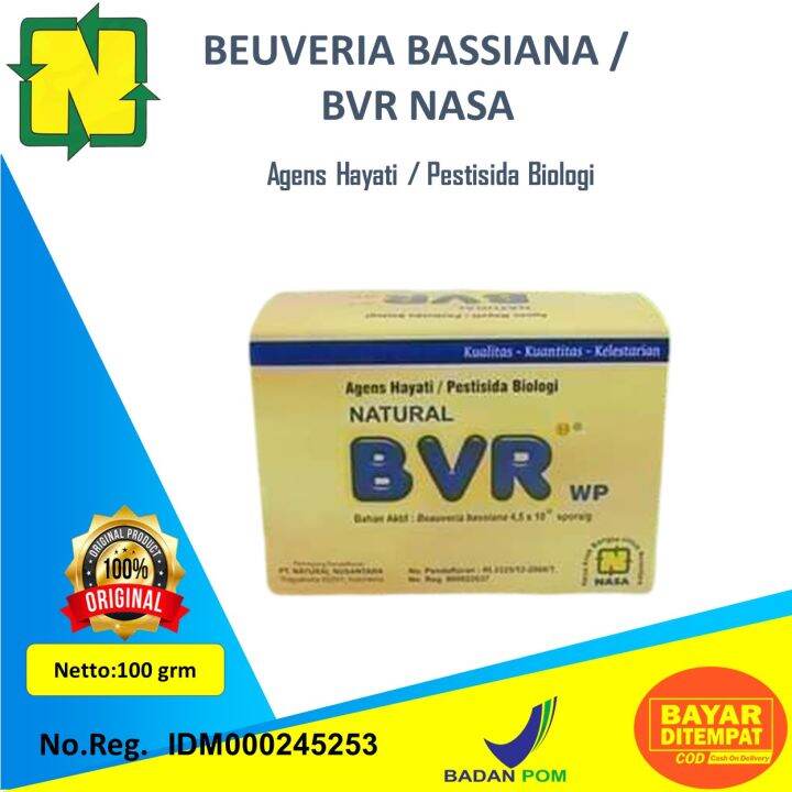 BVR NASA -BEUVERIA BASSIANA -PESTISIDA BOTANI -PENCEGAHAN HAMA WERENG ...