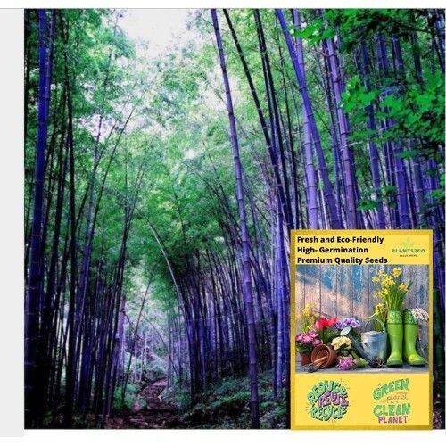 Rare Fresh Purple Bamboo Seeds ZA4 - 5 seeds of High germination Flower ...