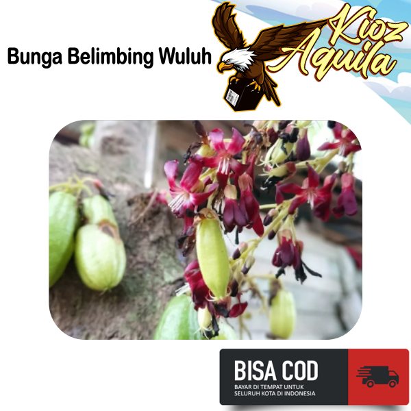 Bunga Belimbing Wuluh Segar per 15 bunga | Lazada Indonesia