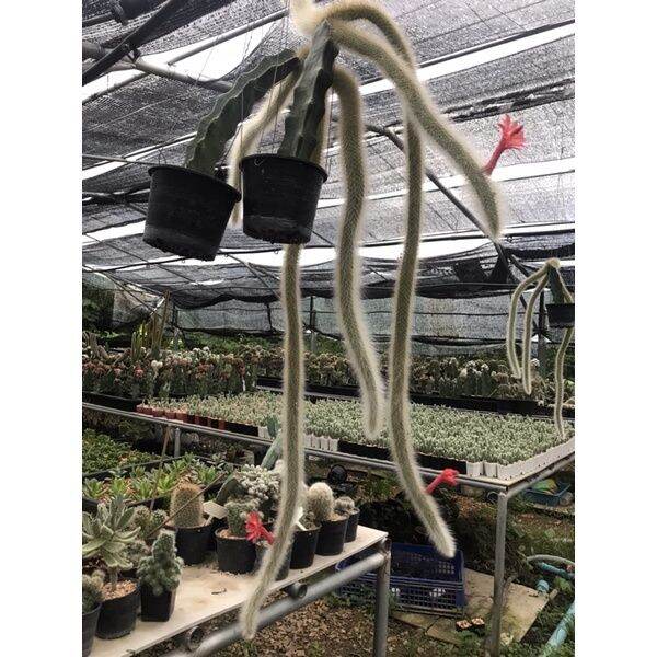 ( Pro+++ ) หน่อเด็ดสดหางลิง 18-20 ซม. ราคาคุ้มค่า พรรณ ไม้ น้ำ พรรณ ไม้ ...